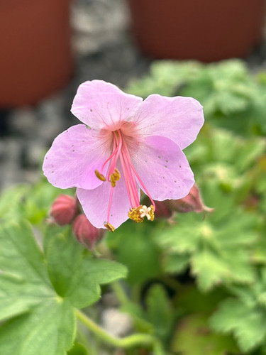 Geranium macrorrhizum'Ingwersens Variety' | Potters Hill Plants