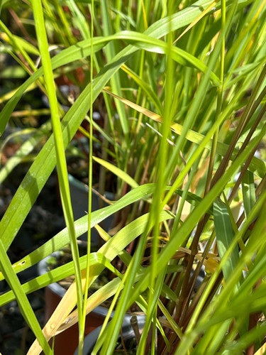 Panicum virgatum | Potters Hill Plants