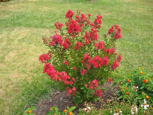 Victor Red Dwarf Crape Myrtle | Mysite