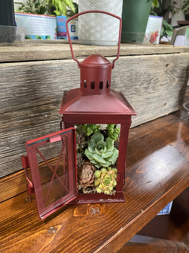 Rustic Succulent Lantern Class | Mysite