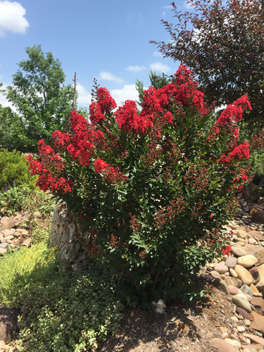 Princess Zoey™ Crape Myrtle | Mysite