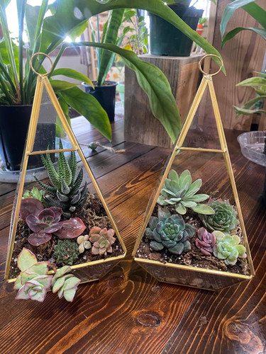 Gold Triangle Succulent Terrarium | Mysite
