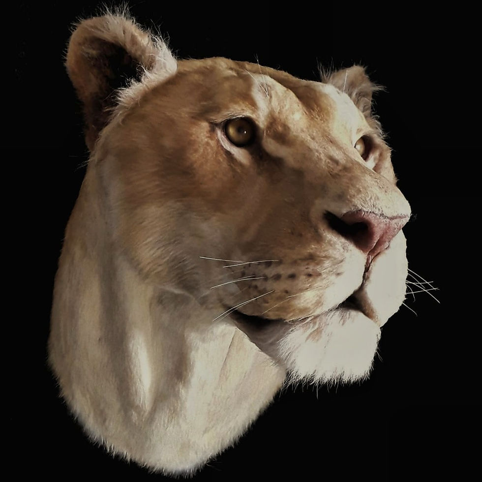 Animal Replicas | Faux Taxidermy | Official Website