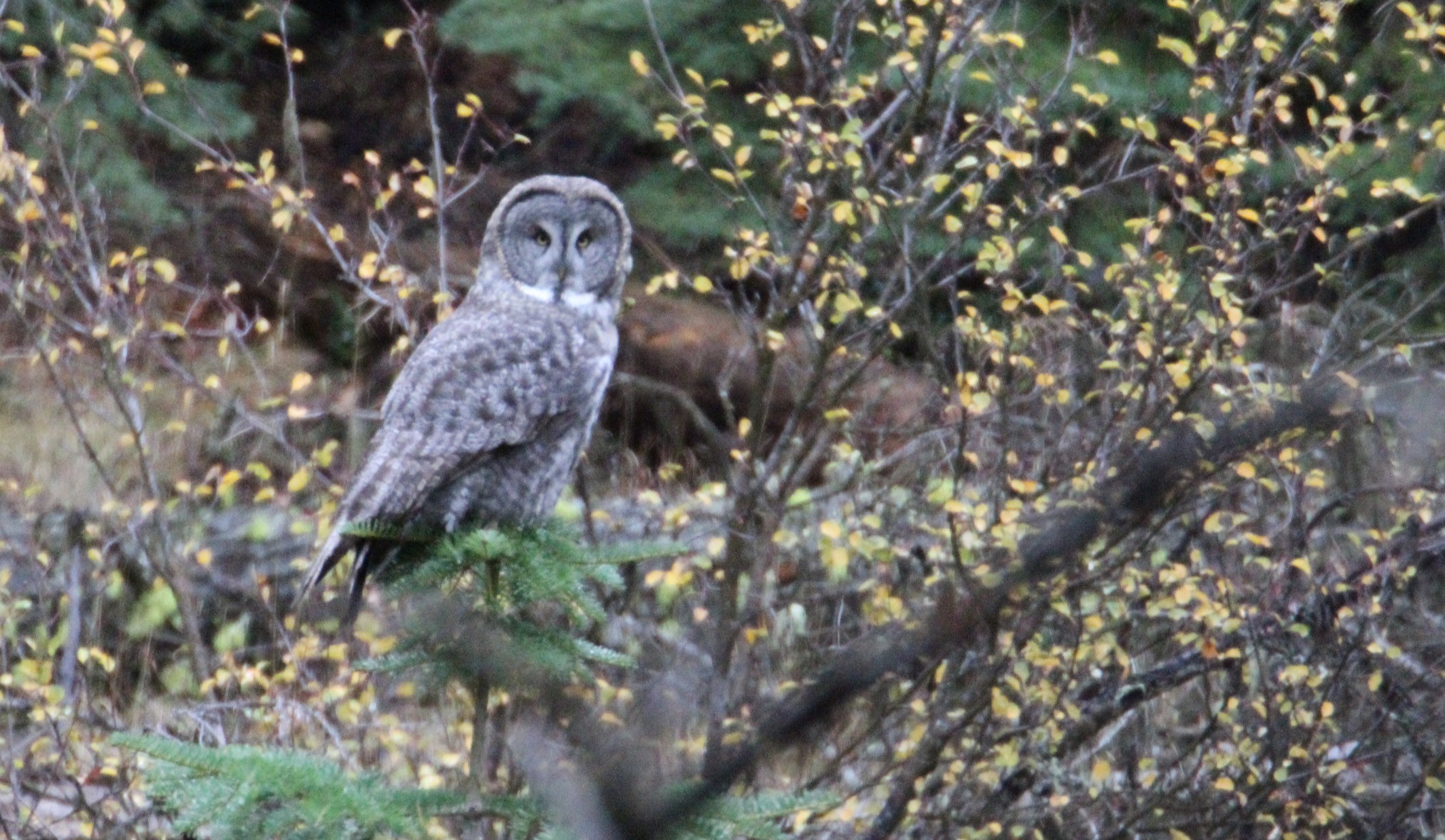 Conserving Critical Habitats | Trust For Wildlife