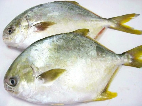 3037 Golden Pomfret | Aushin Seafood
