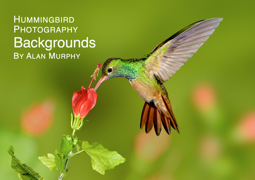 Hummingbird EBook | Alan Murphy