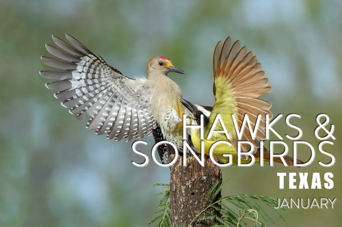 Hawks & Songbirds In Flight | Texas | Jan 25-29, 2025 | $4400 | Alan Murphy