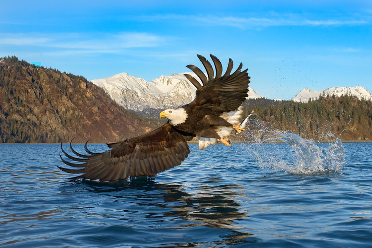 Alan Murphy Photography | Bird Photography | Workshops | Tutorials
