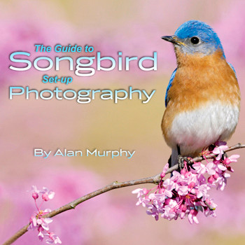 (a) The Guide to Songbird Setup Photography | Alan Murphy