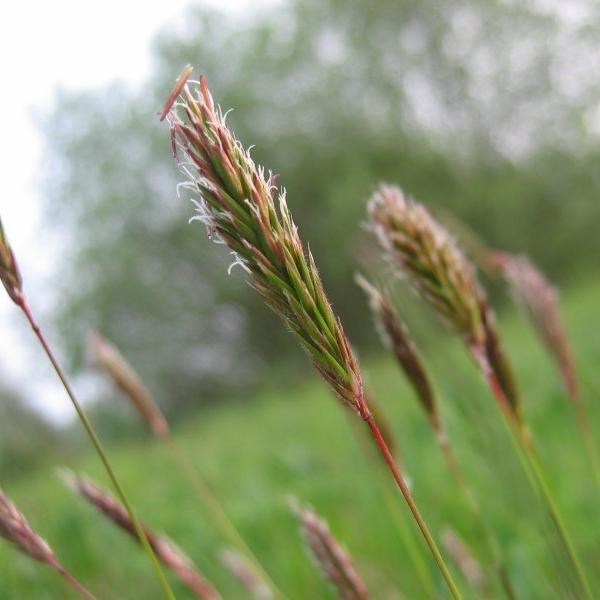 Sweet Vernal Grass Seed (Anthoxanthum Odoratum)