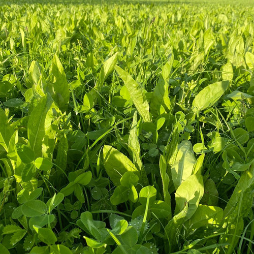 SAM3 Legume And Herb Rich Swards Seed Mix (CSAM3/GS4) (Acre Pack ...