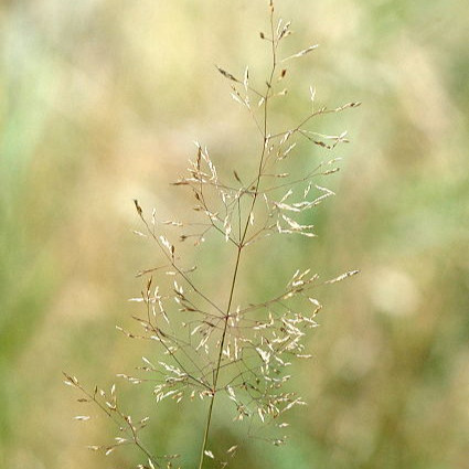 Highland Bent Grass Seed (Agrostis Castellana) | Hurrells Seeds