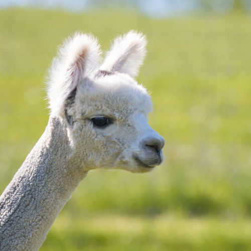 HM.39 Alpaca Paddock Grass Seed Mix (Acre Pack)