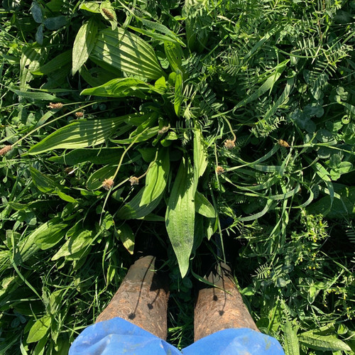 SAM3 HM.28 Heavy Land Herbal Ley Grass Seed Mix (CSAM3/GS4) | Hurrells ...