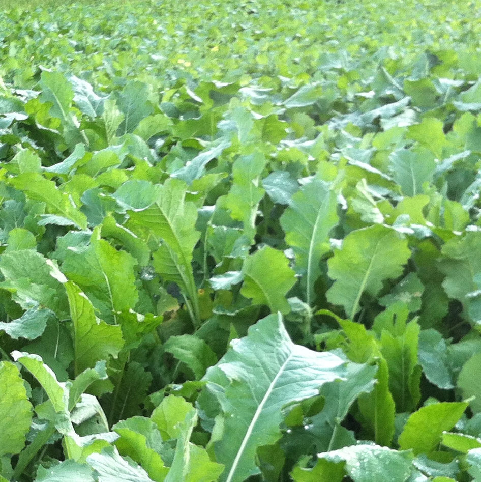 Organic Forage Rape Seed (3kg per acre)