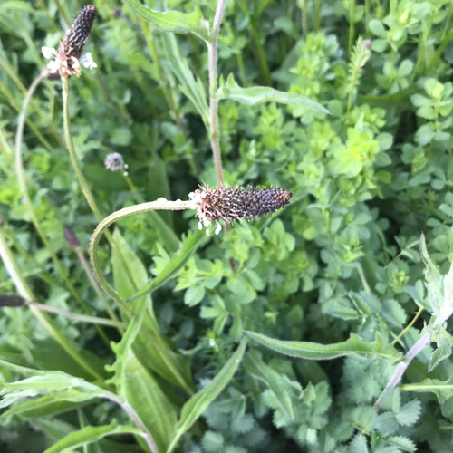 SAM3 HM.43 Herb & Legume Overseeding (No Grass) (Acre Pack) (CSAM3/GS4 ...