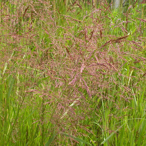 Creeping Bent Grass Seed (Agrostis Stolonifera) | Hurrells Seeds