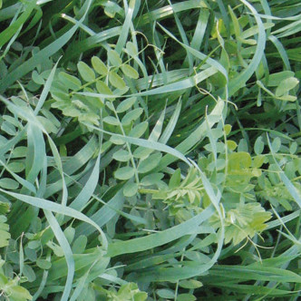 Organic SOS Grass Seed Mix (Acre Pack)