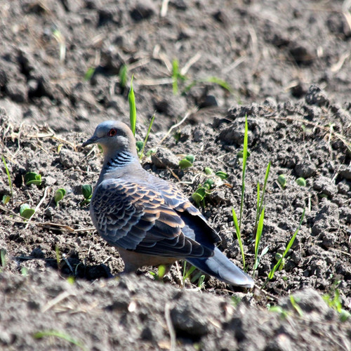 Turtle Dove Conservation Seed Mix (Acre Pack) | Hurrells Seeds