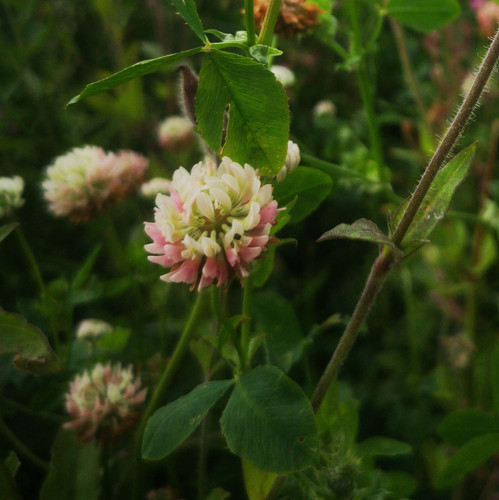 Alsike Clover Seed (3kg per acre)