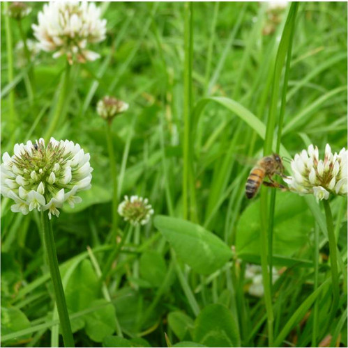 HM 12 Mourne Long Term Grass Seed Mix Acre Pack hm-12-mourne-long-term-grass-seed-mix-acre-pack