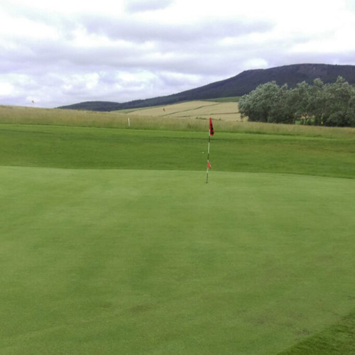 Browntop Bent Grass Seed (Agrostis Tenuis) | Hurrells Seeds