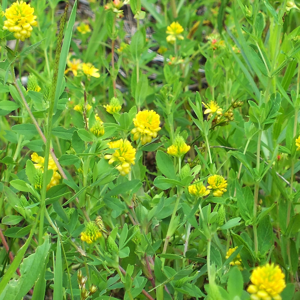 Common Trefoil/Yellow Trefoil/Black Medick Seed (5kg per acre)