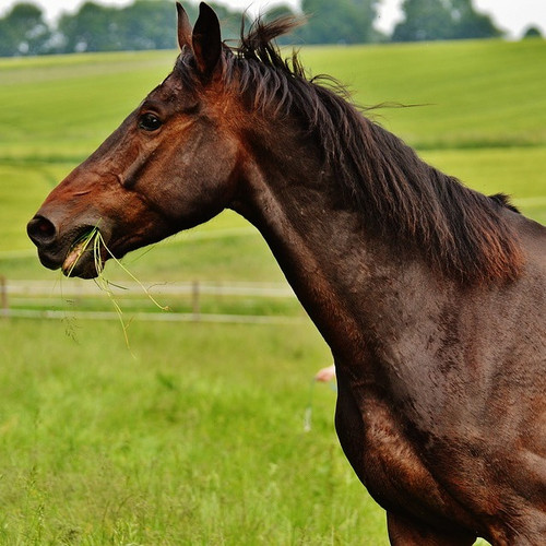 HM.38 Non Rye Pony / Equine / Horse Paddock Grass Seed Mix (Acre Pack)