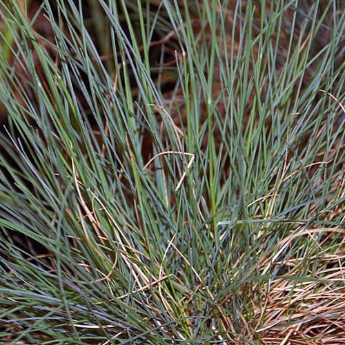 Sheeps Fescue Grass Seed (Festuca Ovina) | Hurrells Seeds