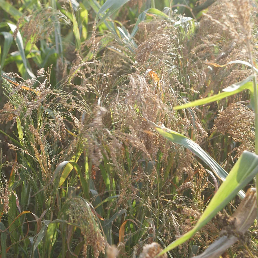 White Millet Seed (5kg per acre)