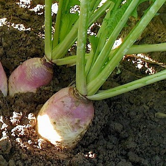 Samson Stubble Turnip Seed (2kg per acre) (AB13)