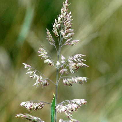 Smooth Stalked Meadow Grass Seed (Poa Pratensis) | Hurrells Seeds