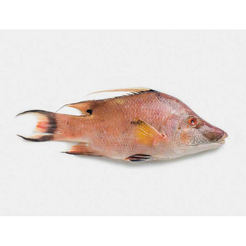 Fresh Whole Hogfish Snapper, 1-2 Lbs | Alessio Foods