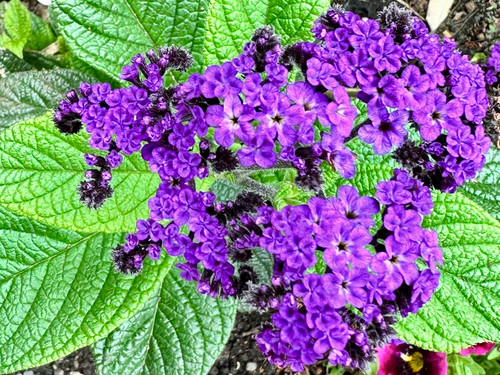 Heliotrope Seeds - Heliotropium Arborescensa - Beautiful & Pollinator ...