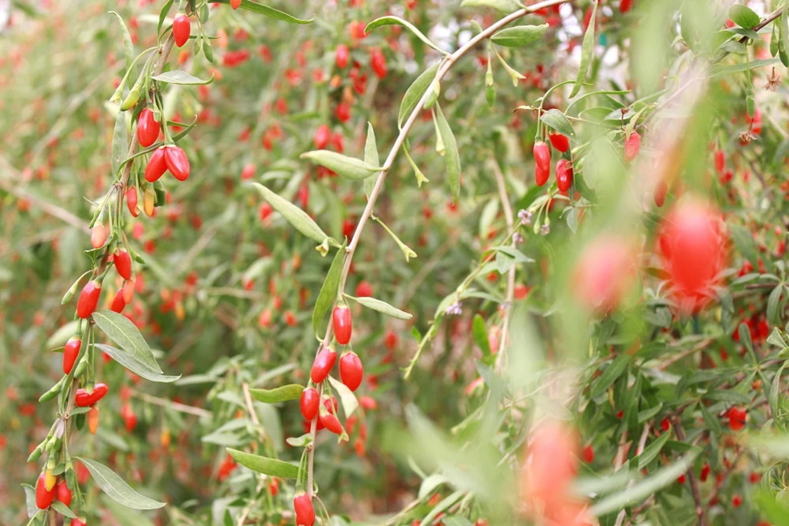 Goji Berry Seeds - Lycium Barbarum - A Delicious Superfruit | Small ...