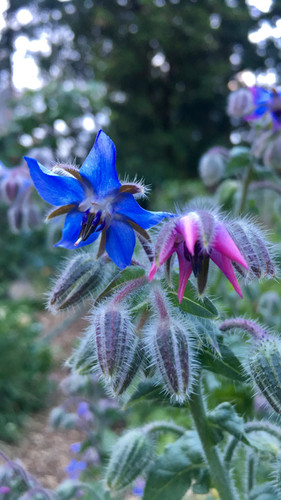 Borage Seeds - Borago officinalis - Edible & Attracts Pollinators ...