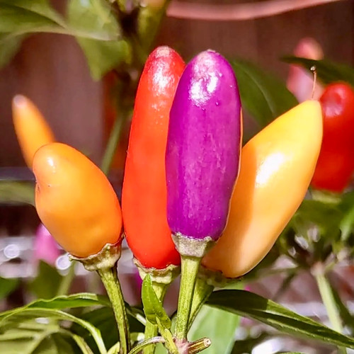Bolivian Rainbow Seeds - Capsicum Annuum - Beautiful & Hot | Small ...