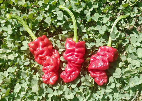 Zou-Pi / Shar Pei Pepper Seeds - Capsicum Chinense - Rare & Delicious ...