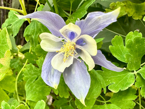 Columbine Mix Seeds - Aquilegia Vulgaris - Perennial & Gorgeous | Small ...