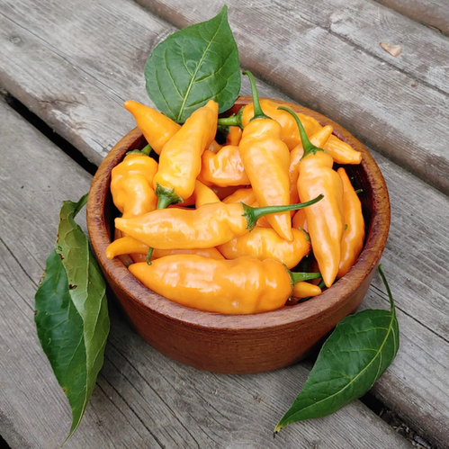 Sugar Drop Orange Pepper Seeds - Capsicum Baccatum - Very Sweet ...