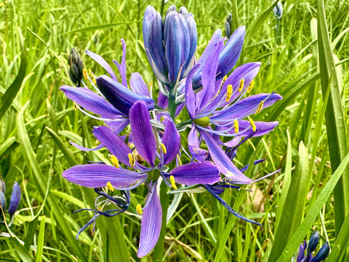 Cama Seeds - Camassia Quamash - Rare, Edible, and Beautiful | Small ...