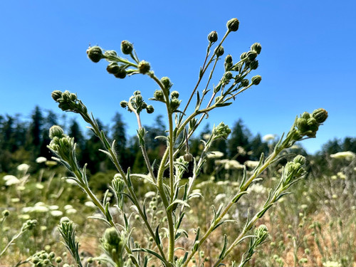 Chilean Tarweed Seeds - Madia Sativa - Edible, Rare, and Pollinator ...