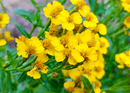 Mexican Tarragon Seeds - Tagetes Lucida - Aromatic, Delicious, and ...