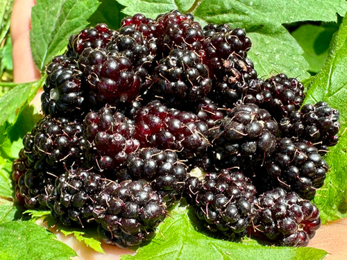 Trailing Blackberry Seeds - Rubus Ursinus - Perennial & Delicious ...