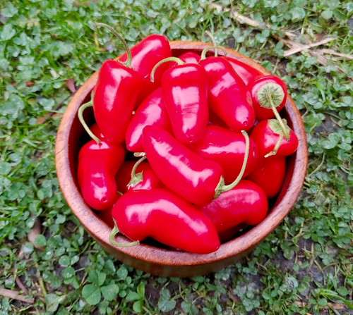 Aji Largo Rocoto Seeds - Capsicum Pubescens - Delicious & Prolific ...