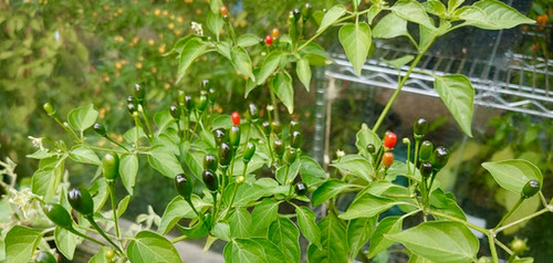 Wild Baccatum Seeds - Capsicum Baccatum - Delicious, Beautiful, and ...