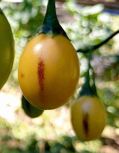 Kangaroo Apple - Solanum Laciniatum - Edible & Ornamental | Small ...