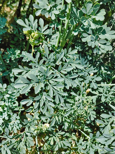 Rue Seeds - Ruta Graveolens - Highly Aromatic and Perennial | Small ...