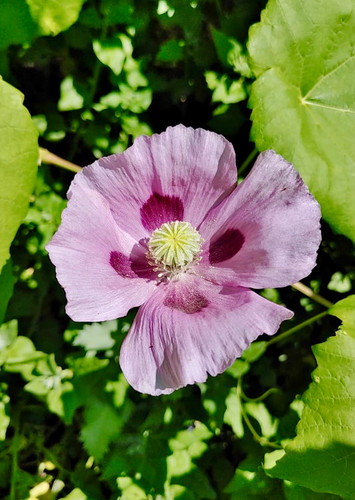 Breadseed Poppy - Papaver Somniferum - Edible & Beautiful | Small ...