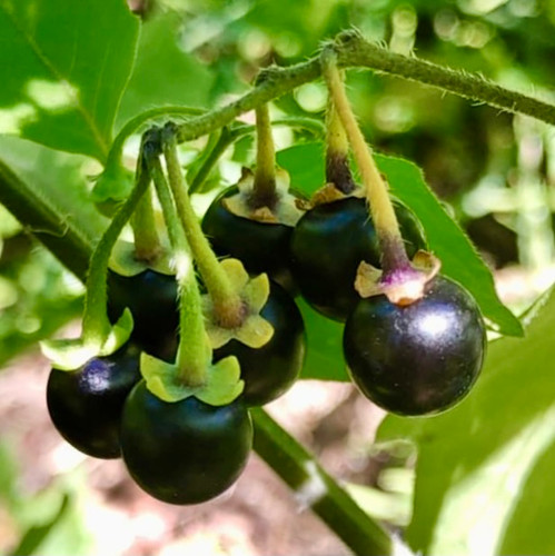 Sunberry Seeds - Solanum Retroflexum - Sweet & Delicious Berries ...